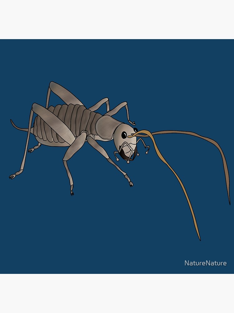 "Das größte Insekt der Welt, die Weta" Fotodruck von NatureNature ...