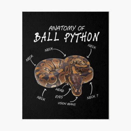 "Anatomy of a Ball Python" Art Board Print by elzakaria | Redbubble