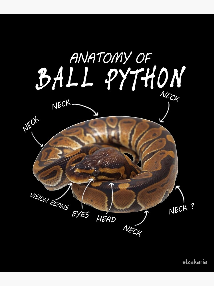 "Anatomy of a Ball Python" Poster by elzakaria | Redbubble