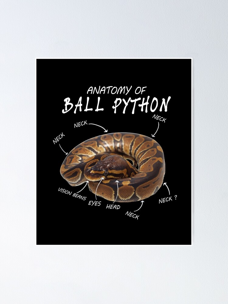 "Anatomy of a Ball Python" Poster by elzakaria | Redbubble