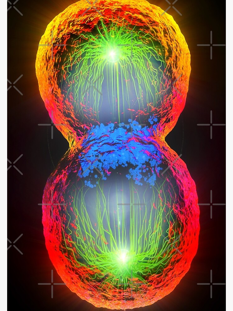 "COLORFUL 3D CELL DIVISION MICROSCOPIC VIEW PHOTO IMAGE MEDICAL ...