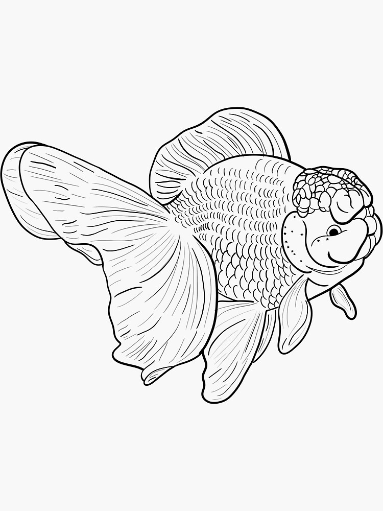 "Oranda Outline" Sticker for Sale by FancyGold | Redbubble
