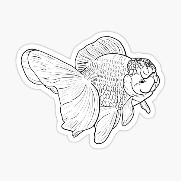 "Oranda Outline" Sticker for Sale by FancyGold | Redbubble