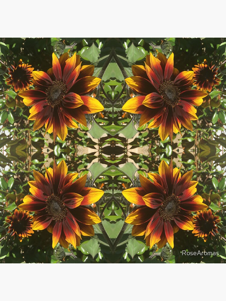 "Summer Solstice Fusion, 2020 - 2021, Sunflower Botanicals - Ruby ...