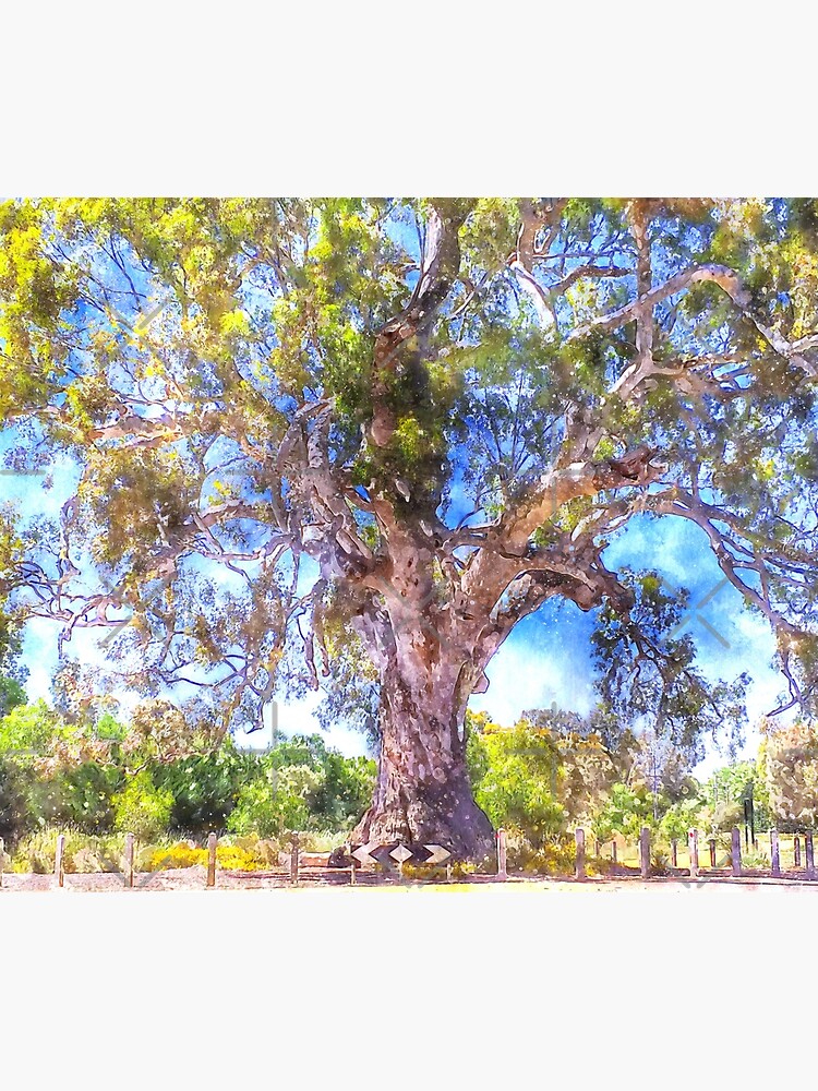 "The Old River Red Gum Tree in Guildford Victoria Watercolor" Tapestry ...