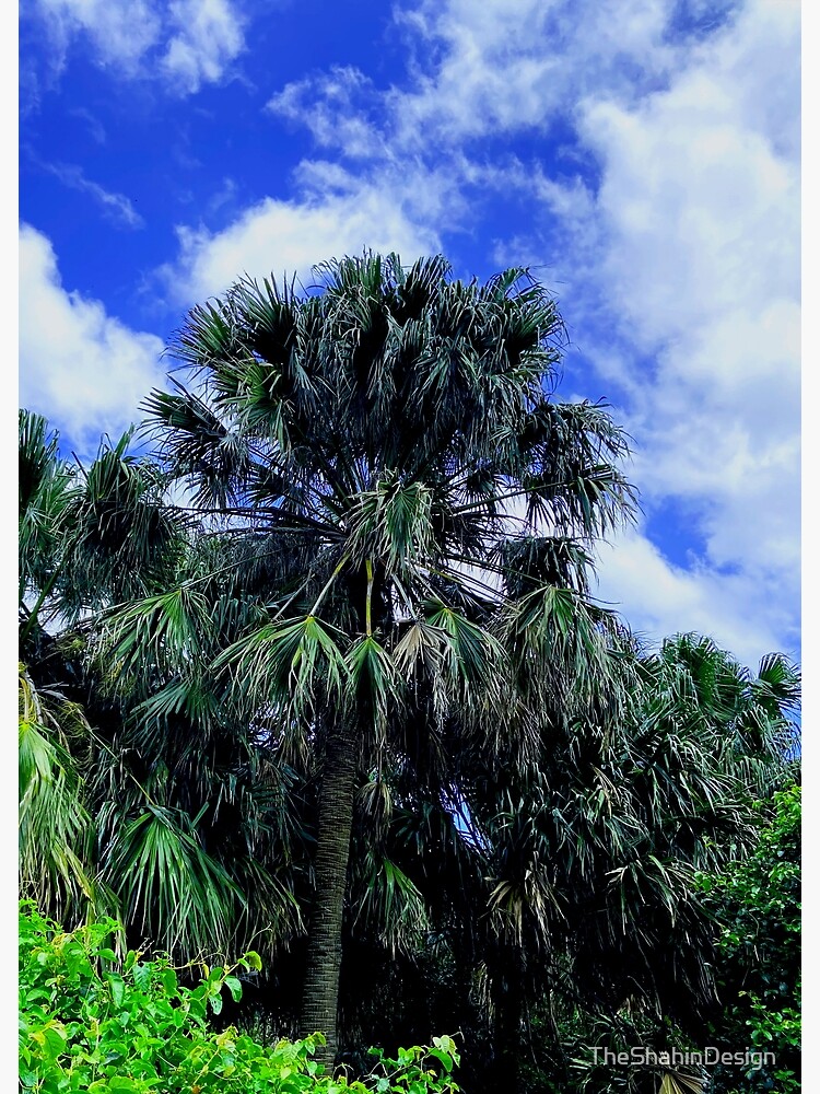 "Australian Palm Tree" Poster by TheShahinDesign | Redbubble