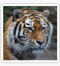 Predator Stickers | Redbubble