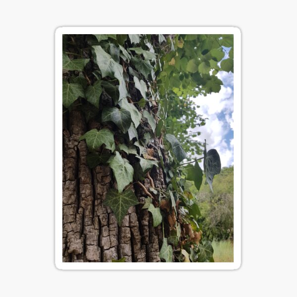 "Oak Tree Bark" Sticker for Sale by ElleGirl8 | Redbubble
