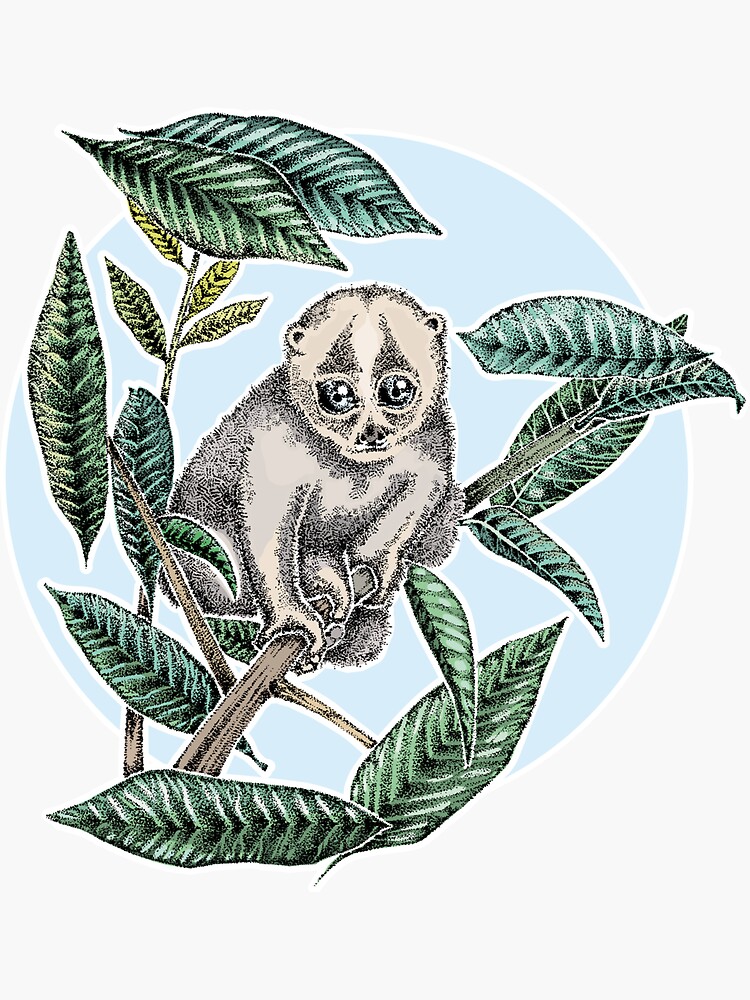 "Drawing of a cute slow loris - save the slow loris" Sticker for Sale ...