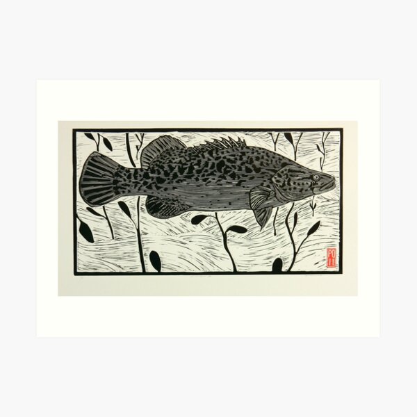 Murray Cod Art Prints | Redbubble