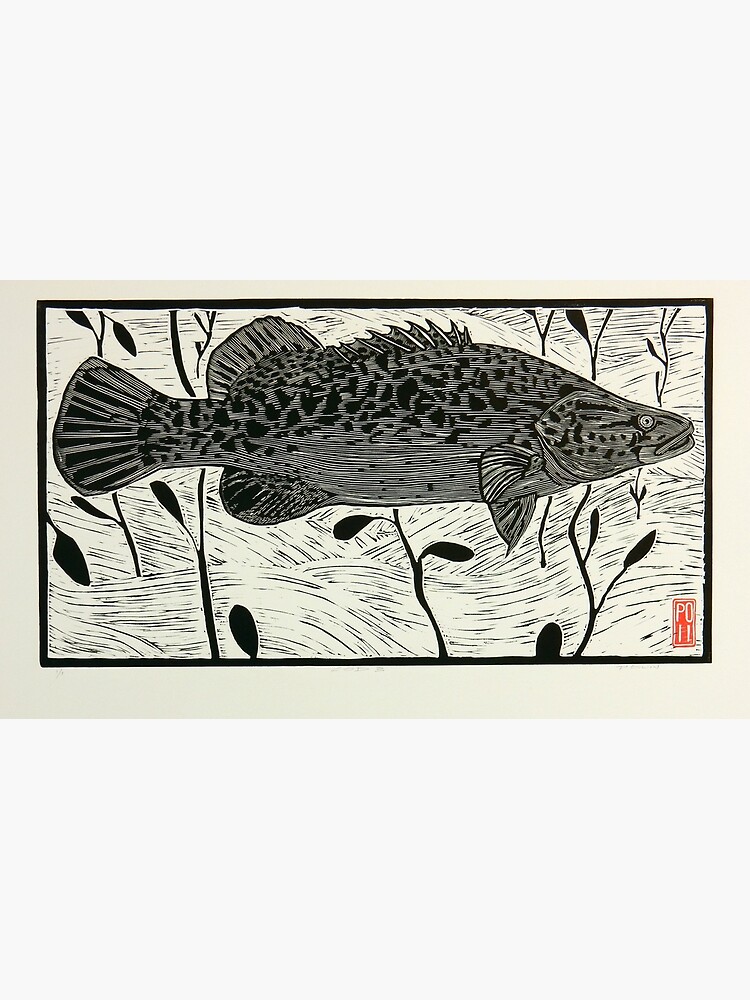 "Murray Cod" Art Print for Sale by poswin | Redbubble