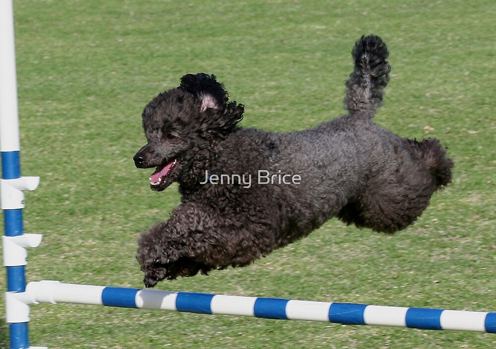 "Poodle Jumping for Joy" by Jenny Brice | Redbubble