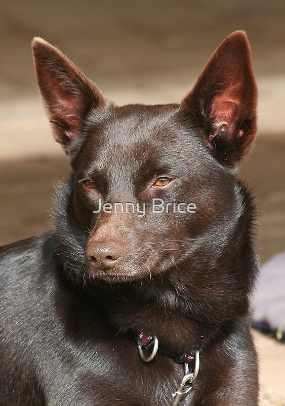 "Red Kelpie" by Jenny Brice | Redbubble