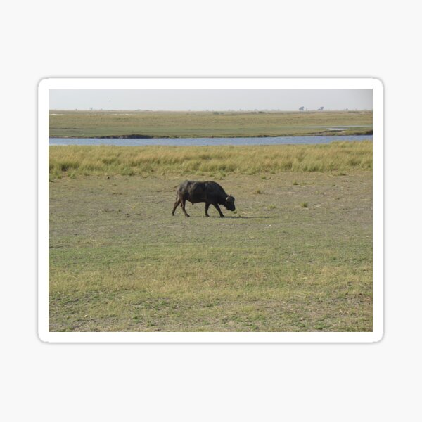 "Lone Water Buffalo" Sticker for Sale by Misc-Merch | Redbubble