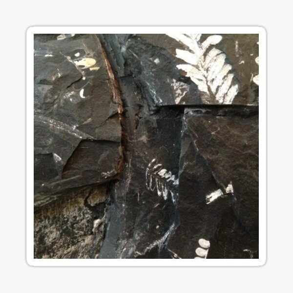 "Fossils" Sticker by Beardeaux | Redbubble