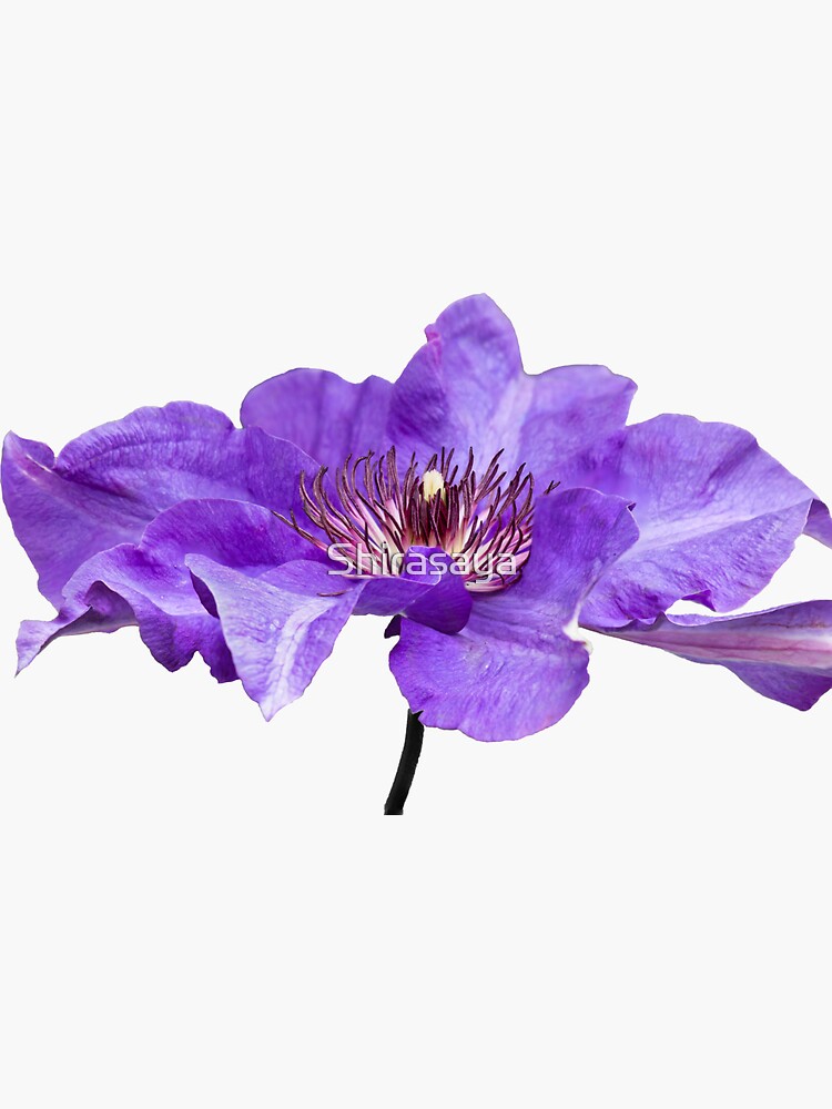 "Clematis" Sticker for Sale by Shirasaya | Redbubble