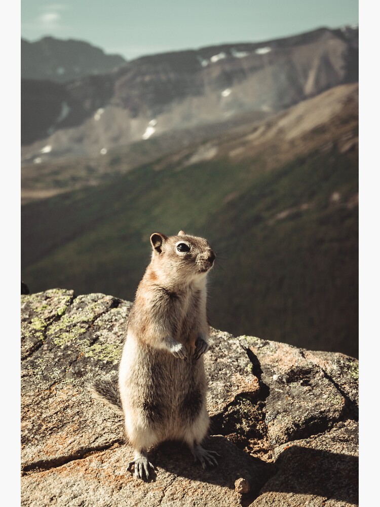 "Exploring New Heights" Sticker for Sale by Tortelikeatiger | Redbubble