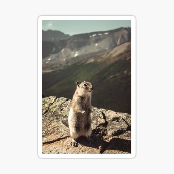 "Exploring New Heights" Sticker for Sale by Tortelikeatiger | Redbubble