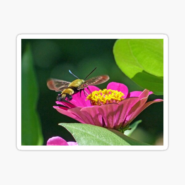 "Hummingbird Moth" Sticker for Sale by FrankieCat | Redbubble