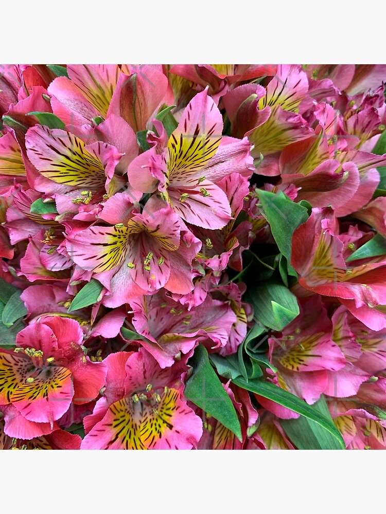 "Pink Alstroemerias " Poster by Beardeaux | Redbubble