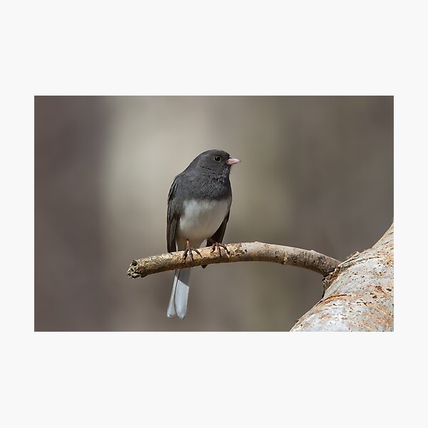 Dark Eyed Junco Gifts & Merchandise | Redbubble