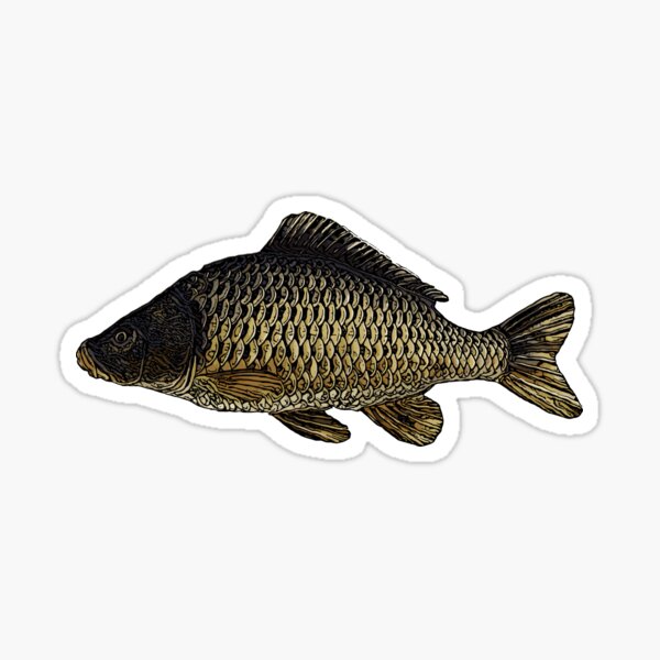 "Carp Illustration " Sticker for Sale by ranker666 | Redbubble