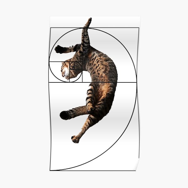 "Fibonacci Cat" Poster by benova | Redbubble