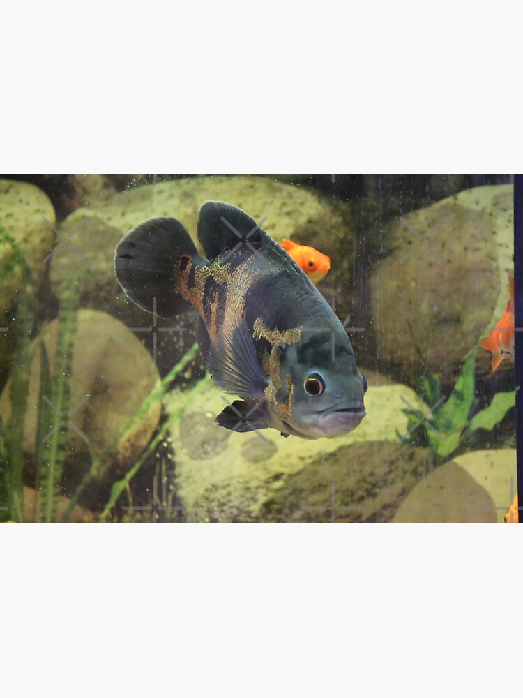 "Oscar Cichlid Fish" Sticker for Sale by Spoon-in-a-Bowl | Redbubble