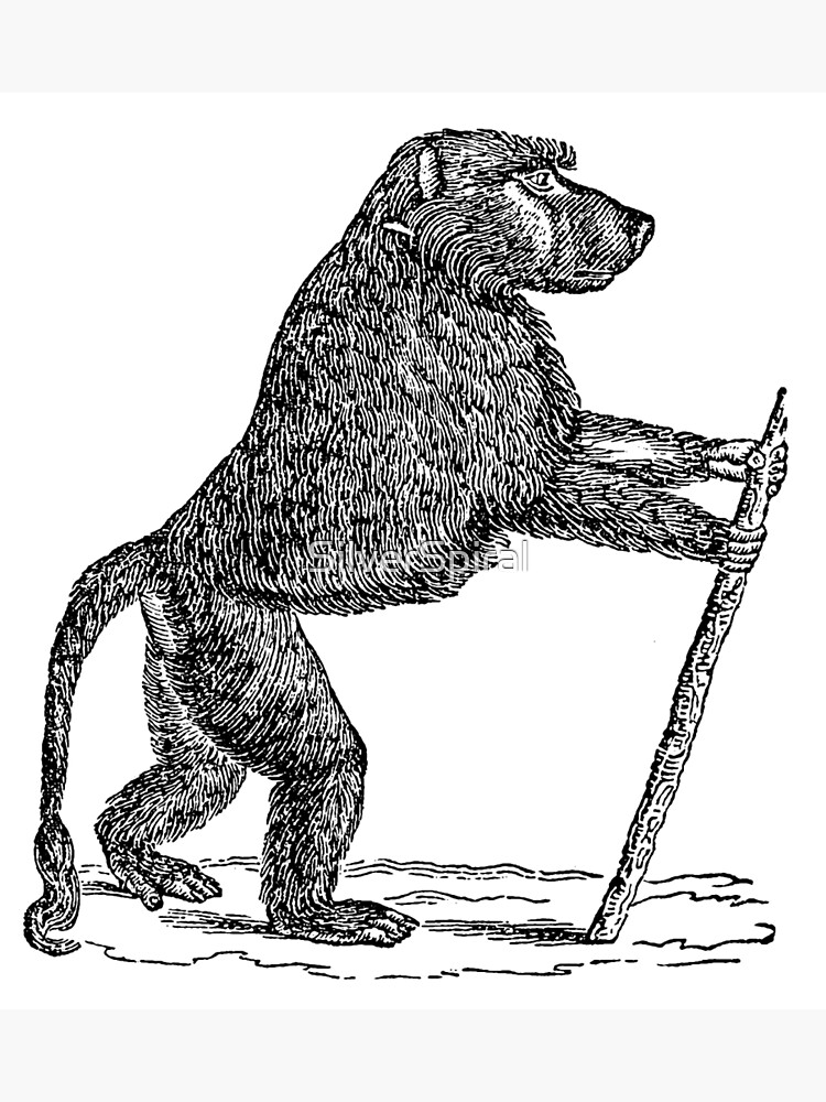 "Vintage Mandrill Baboon Monkey Illustration Retro 1800s Black and ...