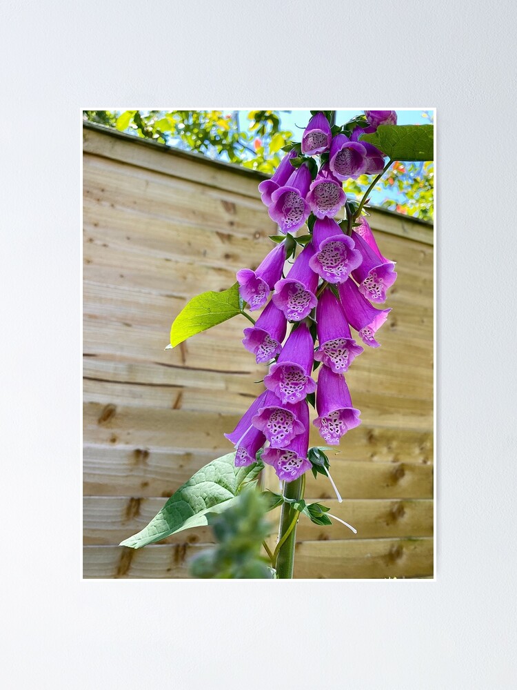 "FoxGlove" Poster for Sale by BelleSutcliffe | Redbubble