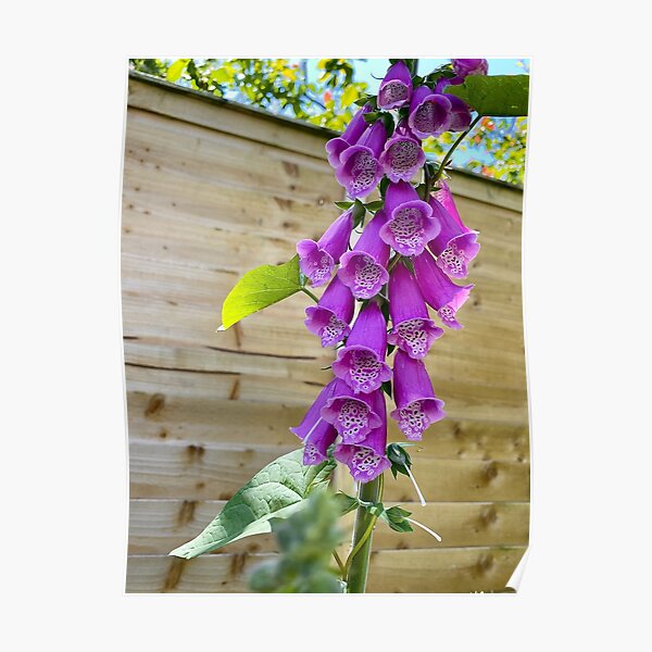 "FoxGlove" Poster for Sale by BelleSutcliffe | Redbubble