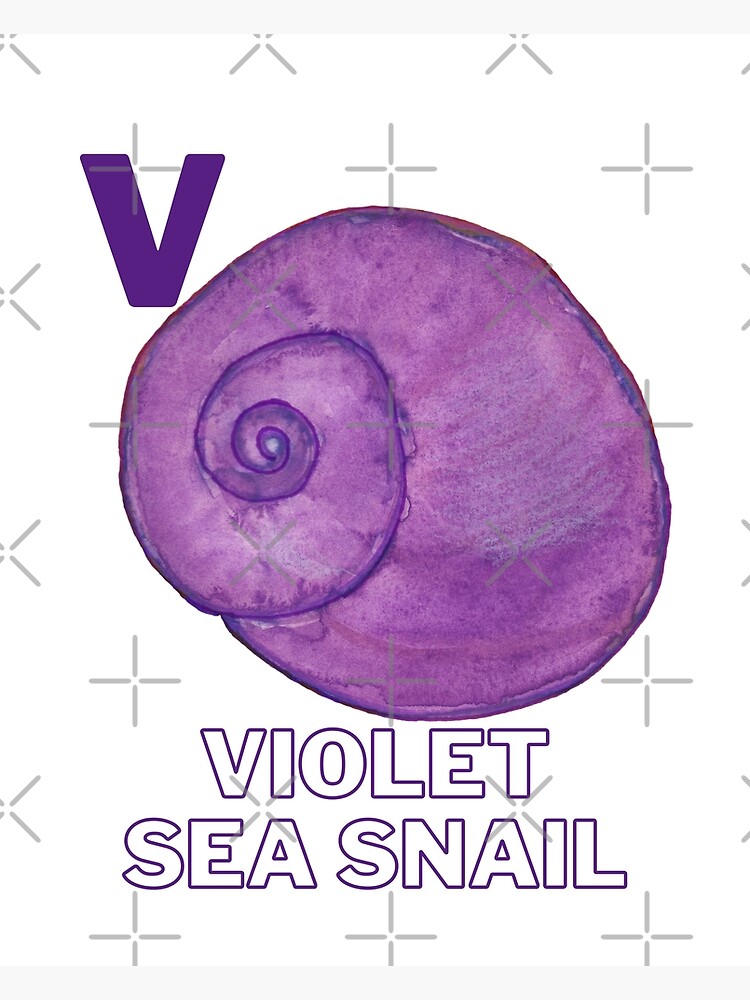 "Violet Sea Snail Starts with V Ocean Animals Alphabet Letter V" Poster ...