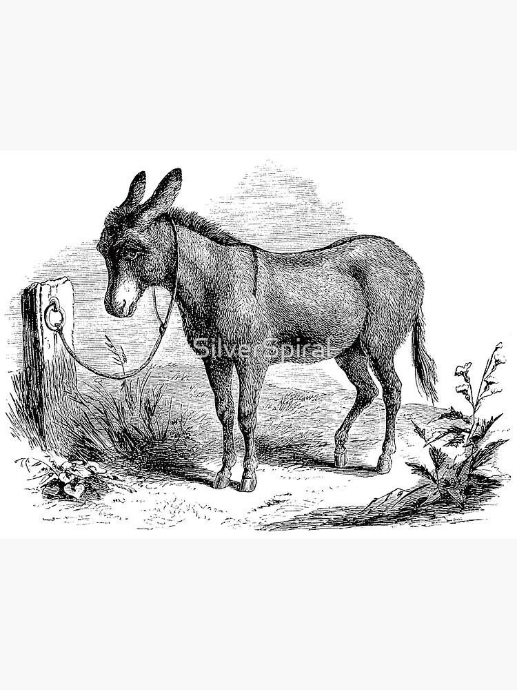 "Vintage Domestic Donkey Illustration Retro 1800s Black and White ...