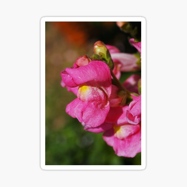 "Pink Snapdragon Flower Kamikaze" Sticker by bubbleblue | Redbubble