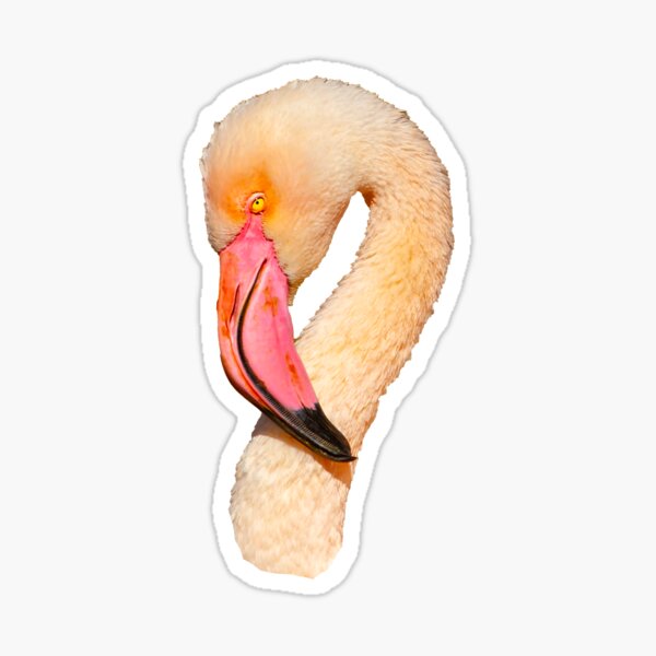 "Curves of a Greater Flamingo" Sticker for Sale by Dalyn | Redbubble