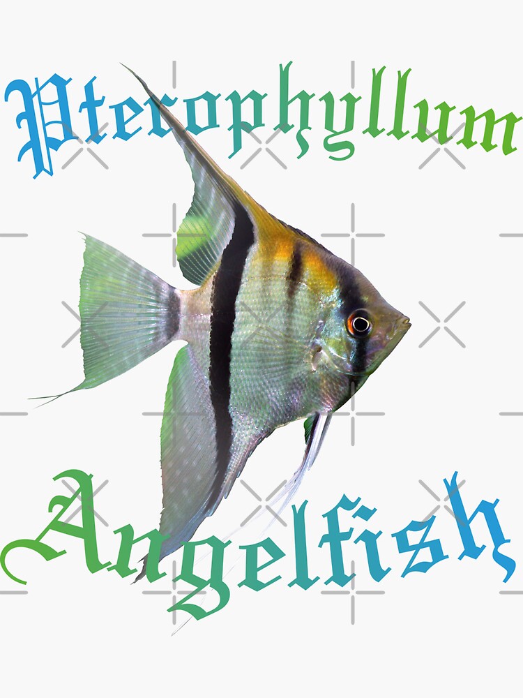 "Angelfish Aquarium" Sticker for Sale by Nikolaieff | Redbubble