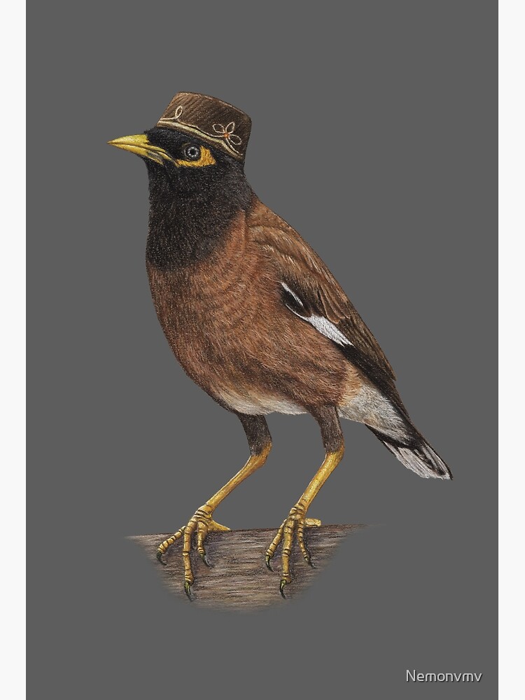 "Common myna" Art Print for Sale by Nemonvmv | Redbubble