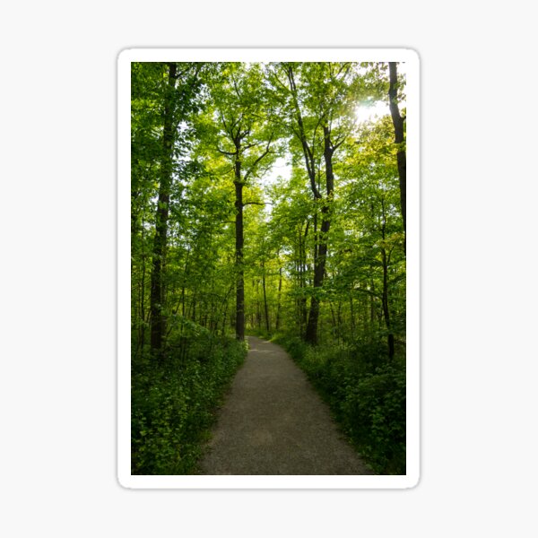 "Forest Path" Sticker for Sale by GeorgiaM | Redbubble