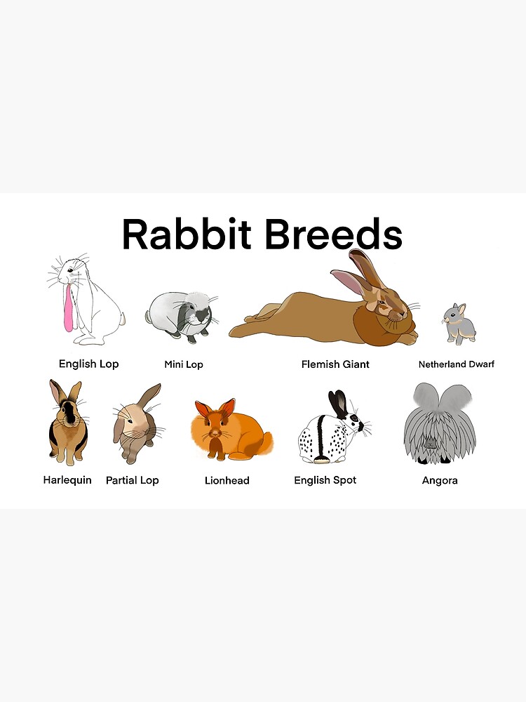"Rabbit Breeds" Poster by Abbywicz | Redbubble