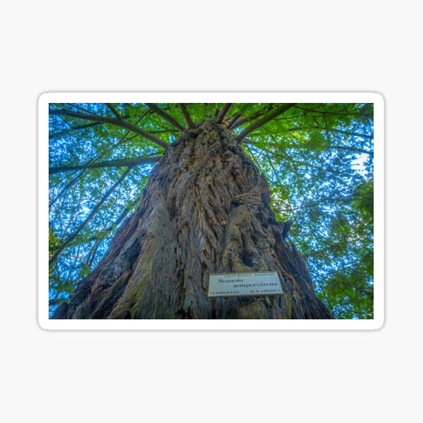 "Californian Redwood Tree - Kyneton Botanical Gardens" Sticker for Sale ...