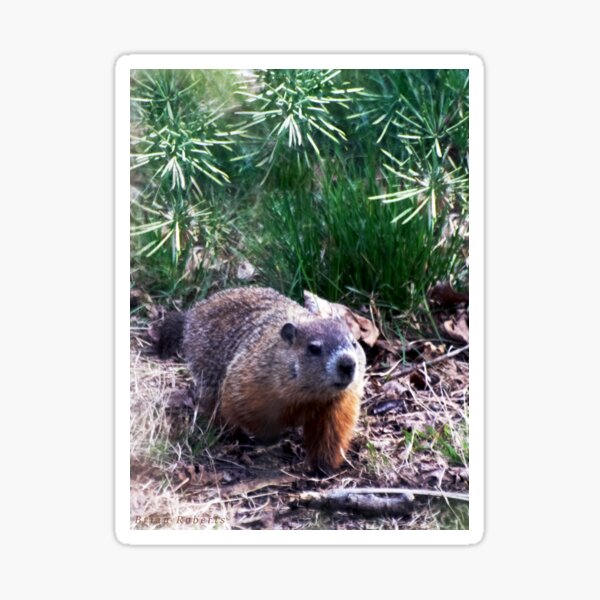 "After Hibernation" Sticker for Sale by VeganBear | Redbubble