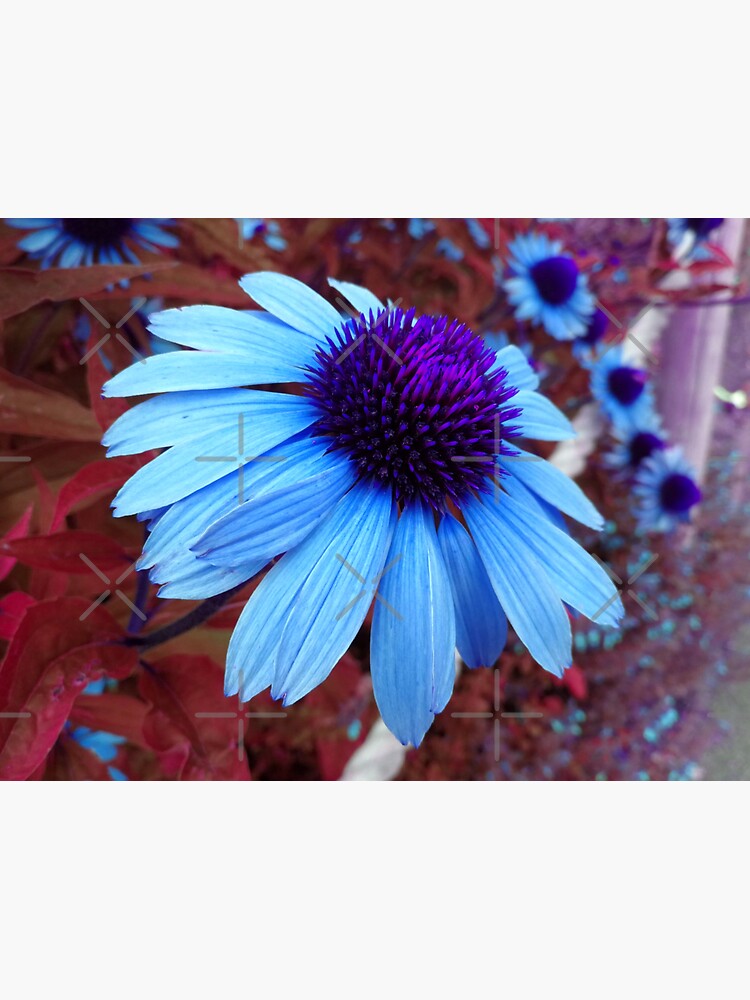 "Blue Coneflower Perennial" Sticker for Sale by hearthearts | Redbubble