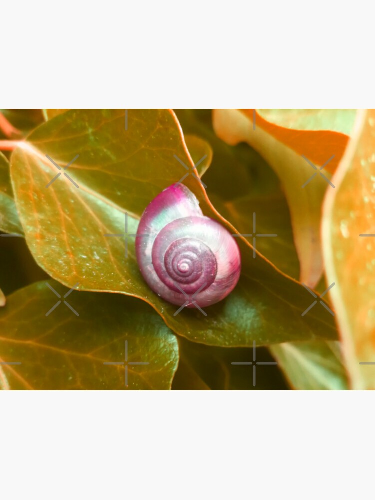 "Spiral Red Snail Shell on a Golden Leaf" Sticker by hearthearts ...