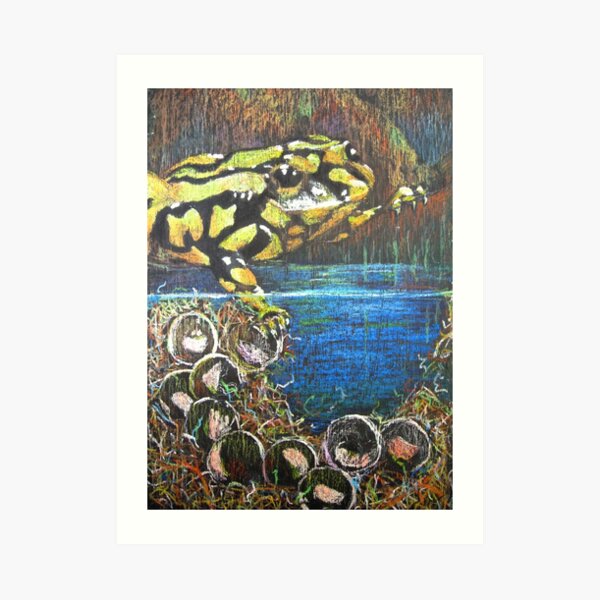 "Australian Corroboree Frog from a Pastel Painting " Art Print for Sale ...