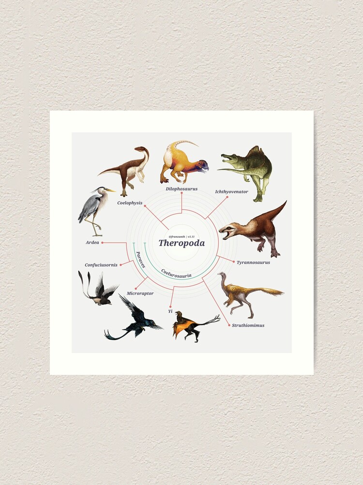 "Theropoda: The Cladogram" Art Print for Sale by franzanth | Redbubble