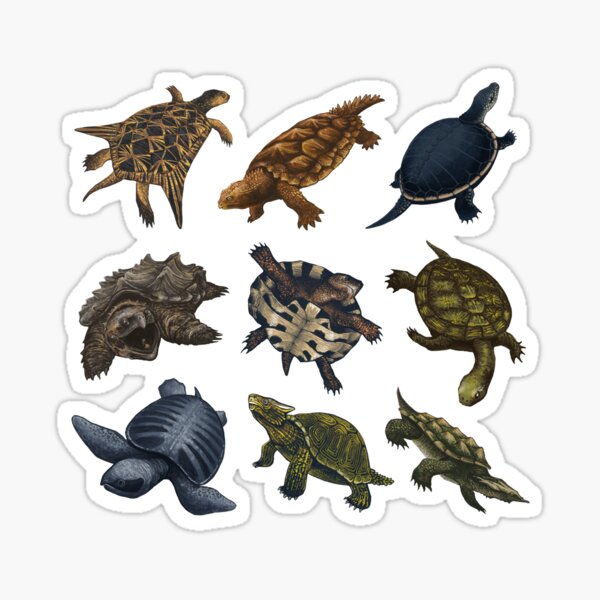 "Testudinata: The Cladogram" Sticker by franzanth | Redbubble