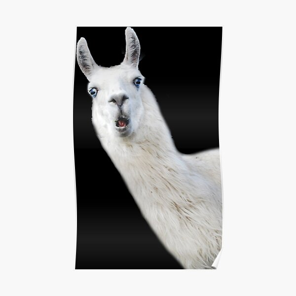 "Funny Llama" Poster by phandiltees | Redbubble