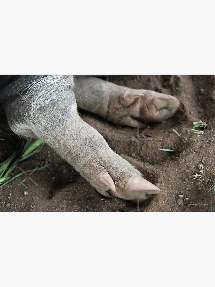 "Hog's Feet!" Sticker by heatherfriedman | Redbubble