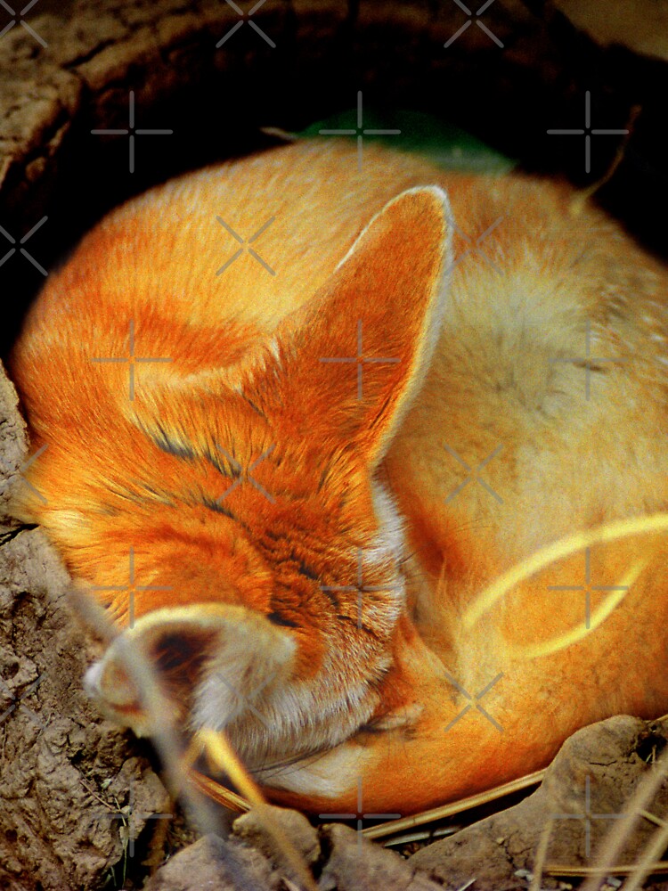 "Fennec Fox Napping" Sticker for Sale by dangerouslyclos | Redbubble