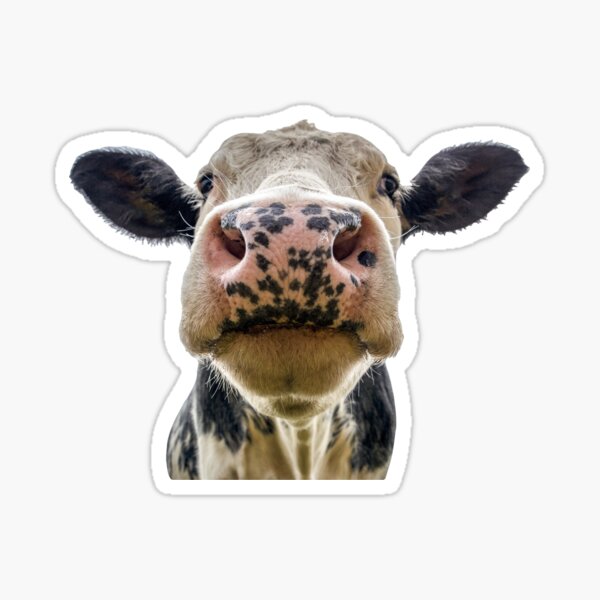 "Cow Cow Cow" Sticker by LidaRayArt | Redbubble